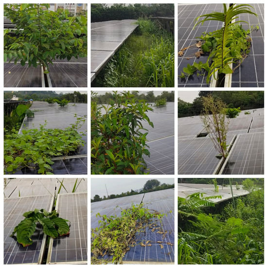 Analysis of Weed Communities in Solar Farms Located in Tropical Areas ...