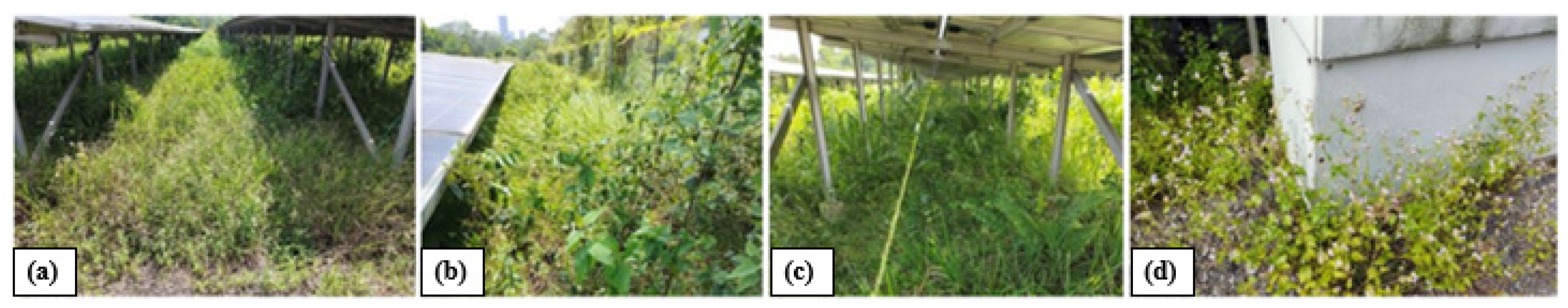 Analysis of Weed Communities in Solar Farms Located in Tropical Areas ...