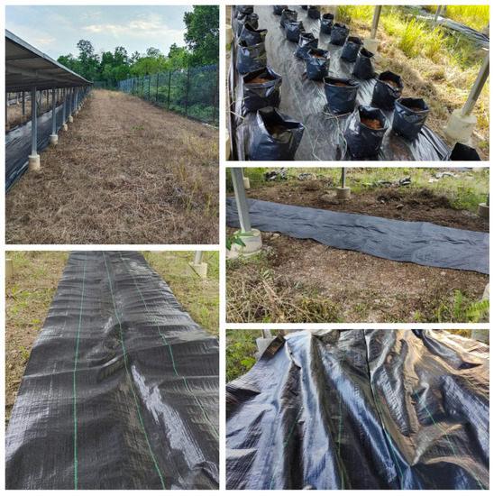 Analysis of Weed Communities in Solar Farms Located in Tropical Areas ...