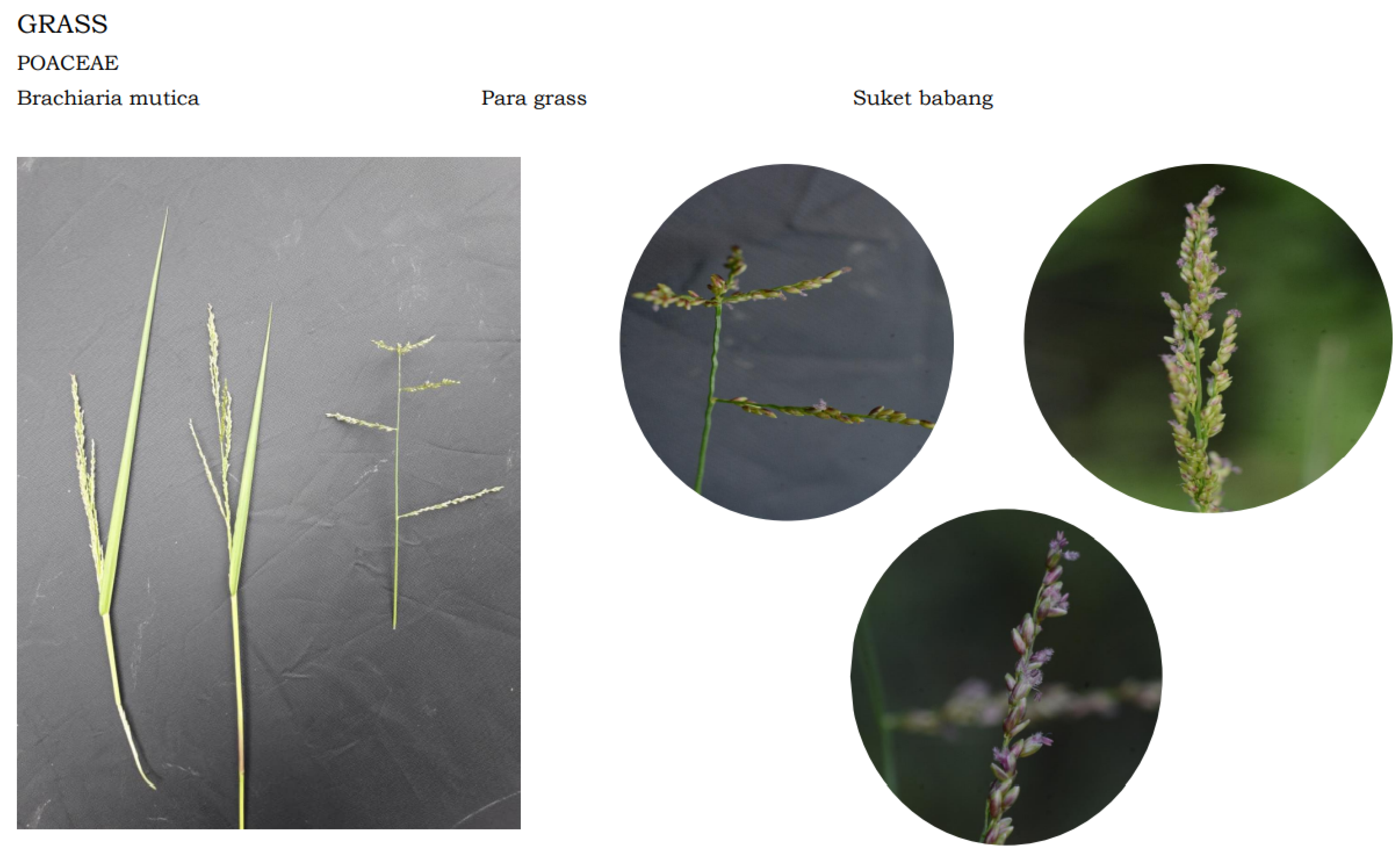 Analysis of Weed Communities in Solar Farms Located in Tropical Areas ...