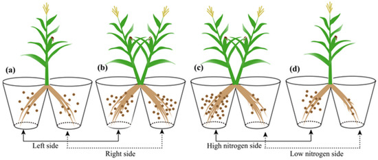 Agronomy | Free Full-Text | Responses of Maize (Zea mays L.) Roots to Nitrogen Heterogeneity and ...