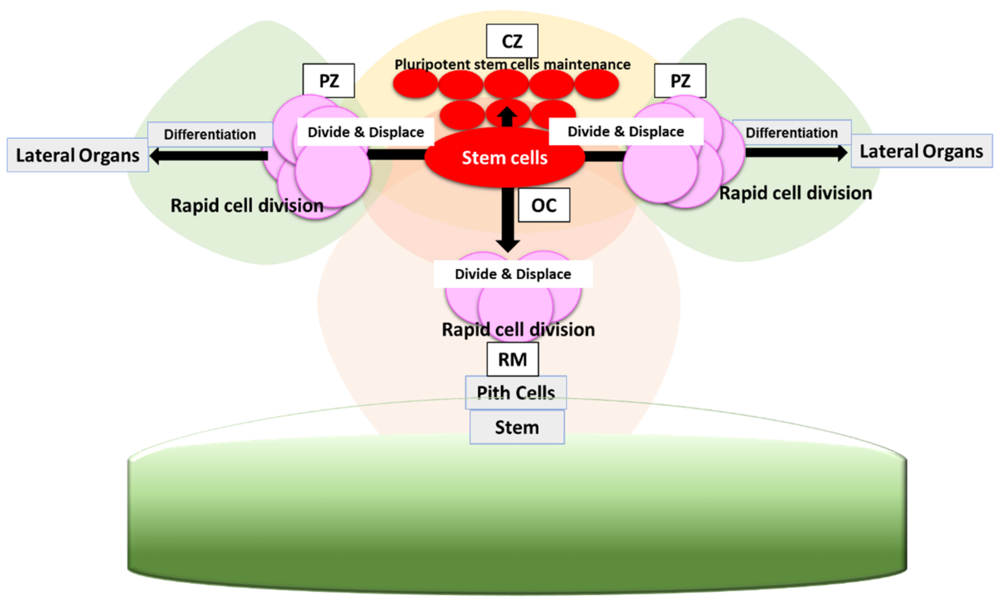 Agronomy | Free Full-Text | Paradigm and Framework of WUS-CLV Feedback ...