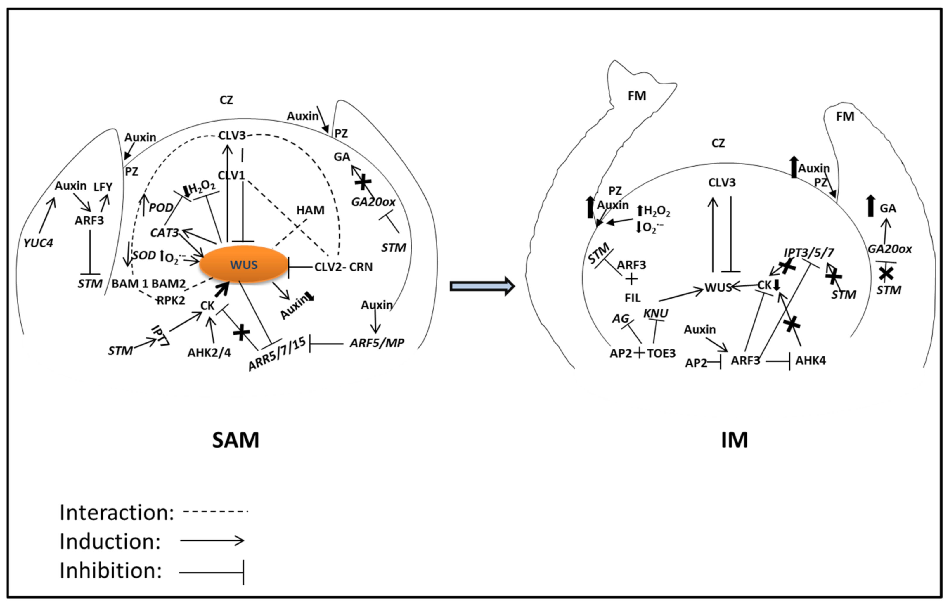 Paradigm and Framework of WUS-CLV Feedback Loop in Stem Cell Niche for ...