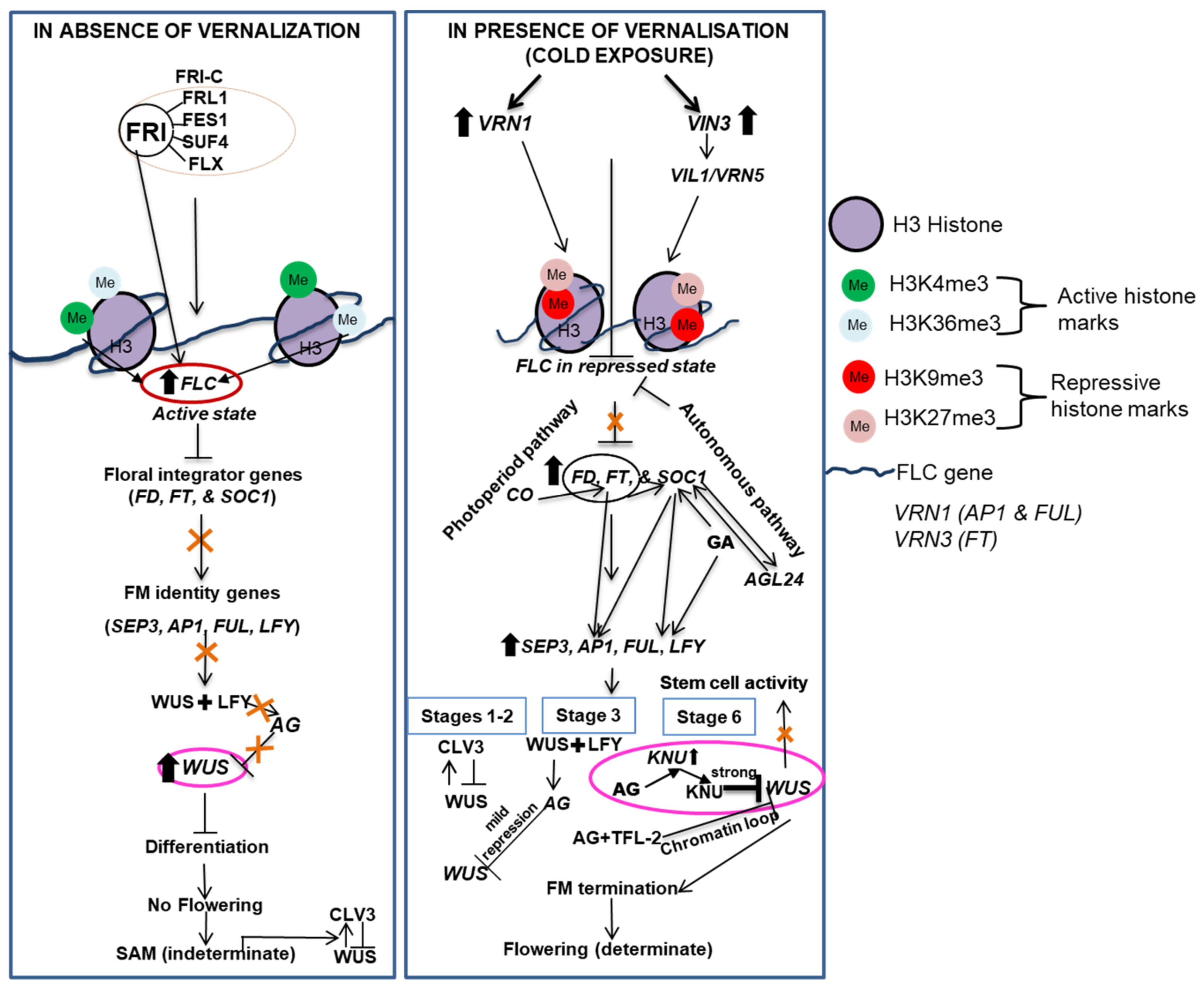 Paradigm and Framework of WUS-CLV Feedback Loop in Stem Cell Niche for ...