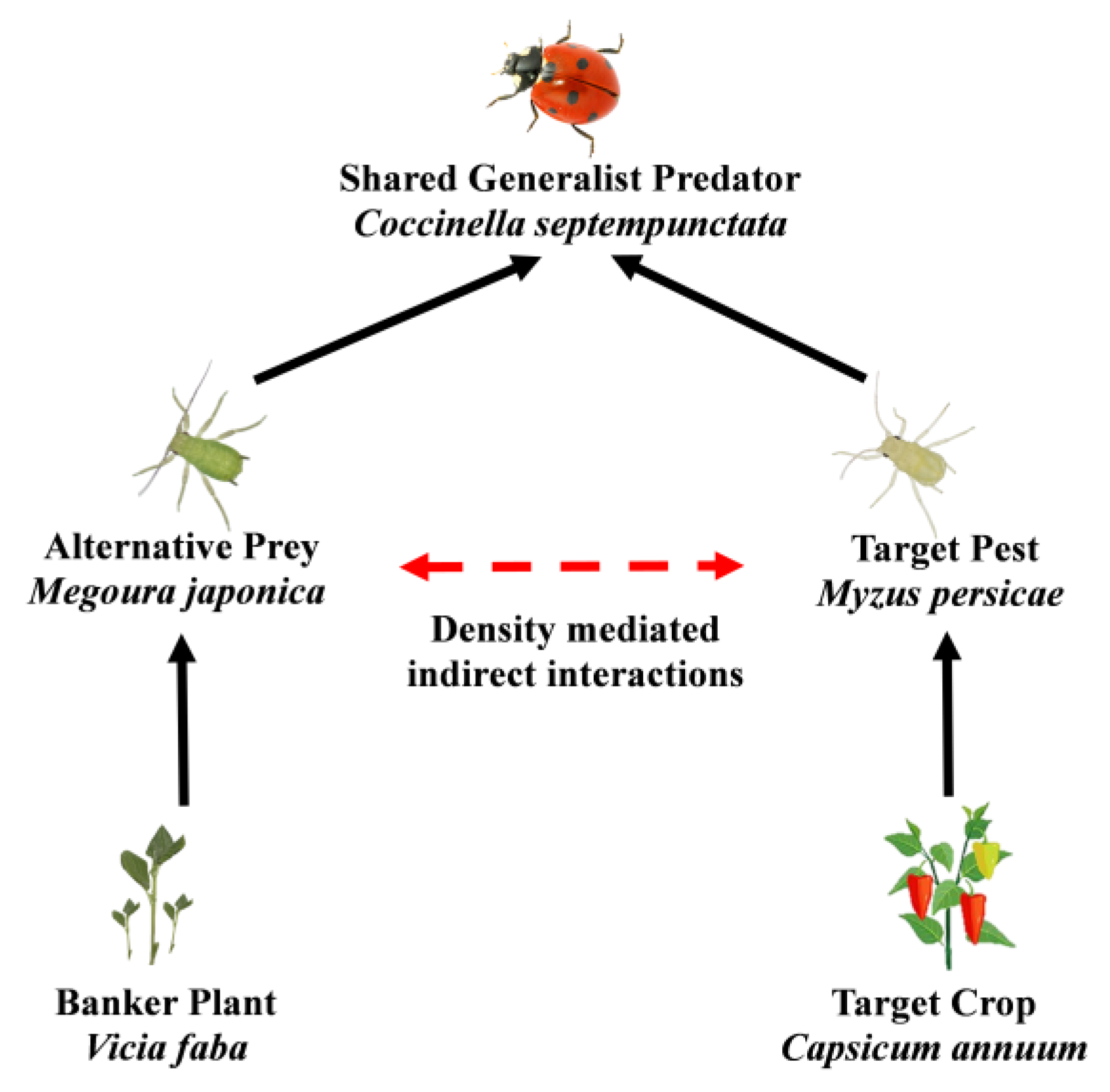 Ladybird-Mediated Indirect Interactions between Two Aphid Species When ...