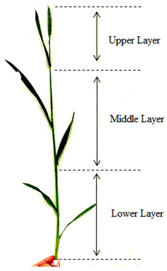 Comparison of Droplet Distribution and Control Effect of Wheat Aphids ...