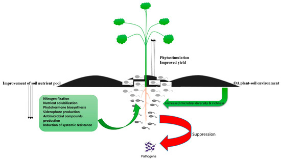 Harnessing the Rhizosphere Soil Microbiome of Organically Amended Soil ...