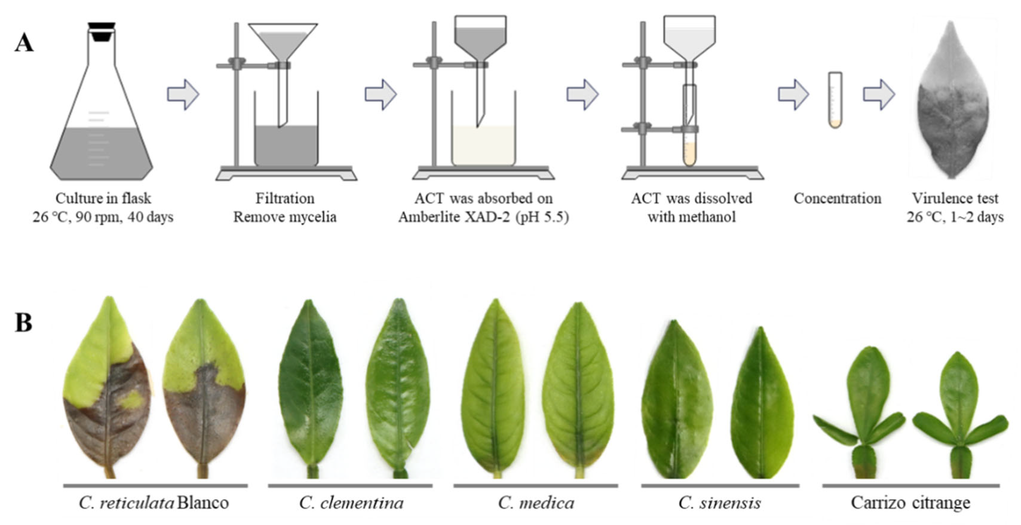 ACT-Toxin, the Key Effector for the Virulence of Alternaria alternata ...