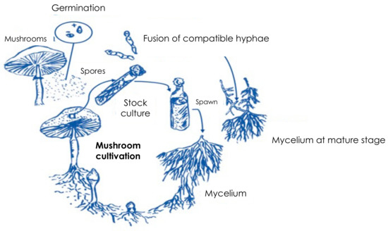 Novel Perspective of Medicinal Mushroom Cultivations: A Review Case for ...