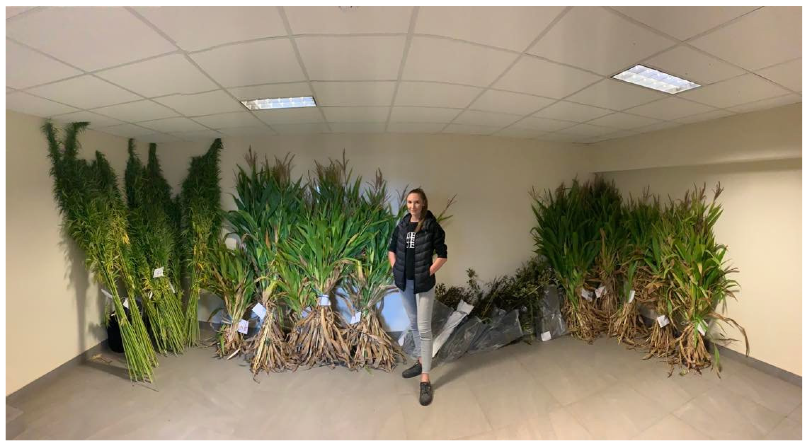 The Biomass Productivity of Maize, Hemp and Faba Bean Multi-Crops