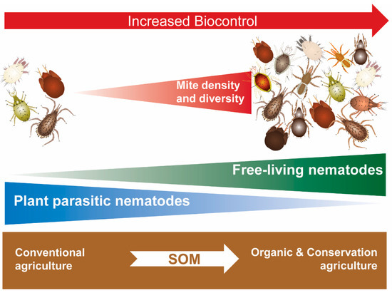 Soil Nematodes as a Means of Conservation of Soil Predatory Mites for ...