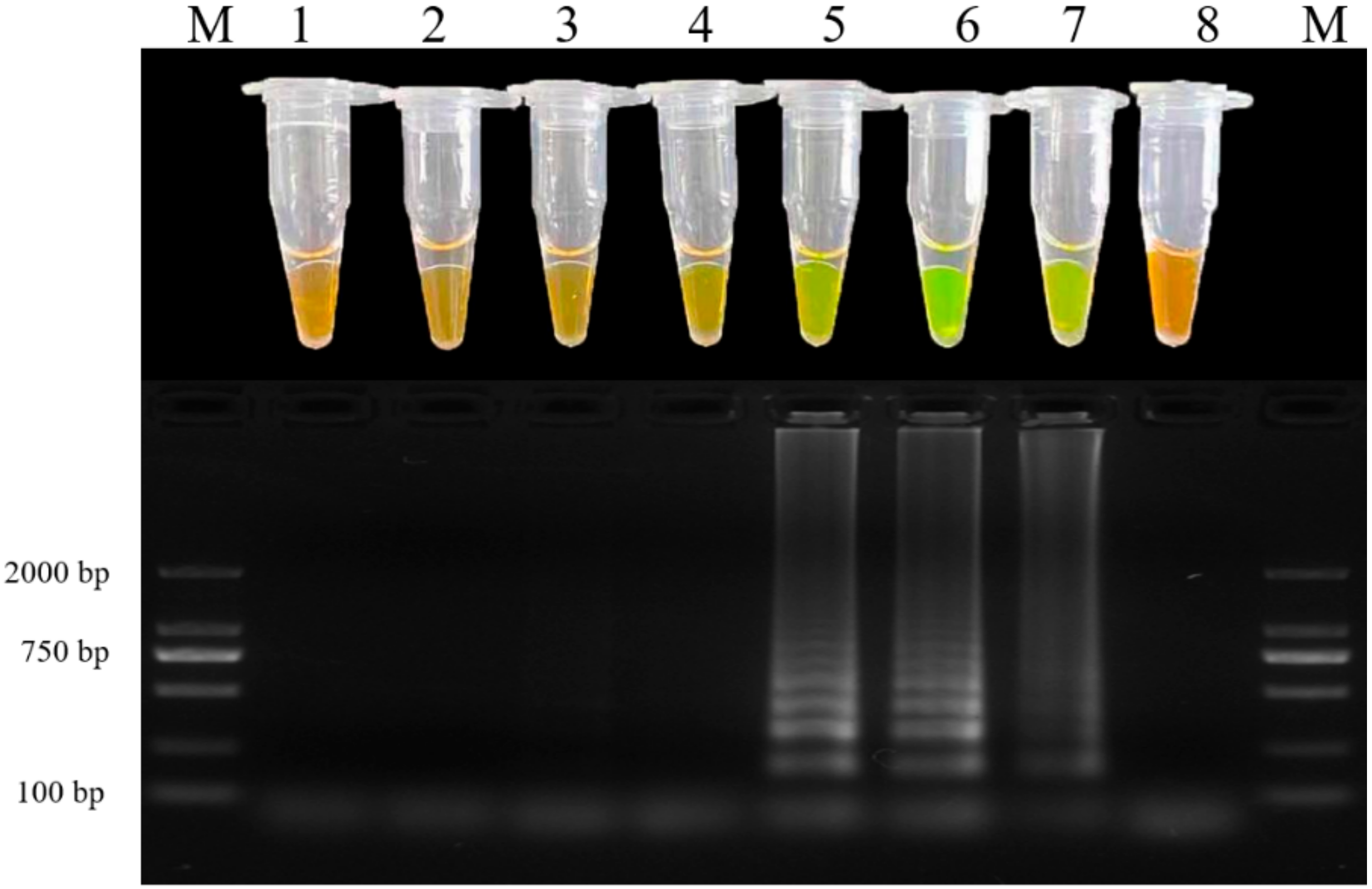 Development of Loop-Mediated Isothermal Amplification Assay for the ...