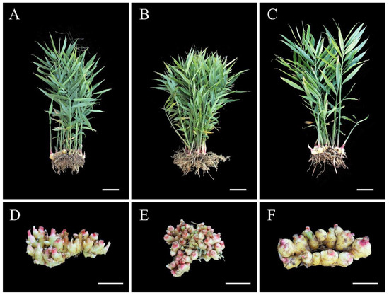 Field Performance of Disease-Free Plants of Ginger Produced by Tissue ...