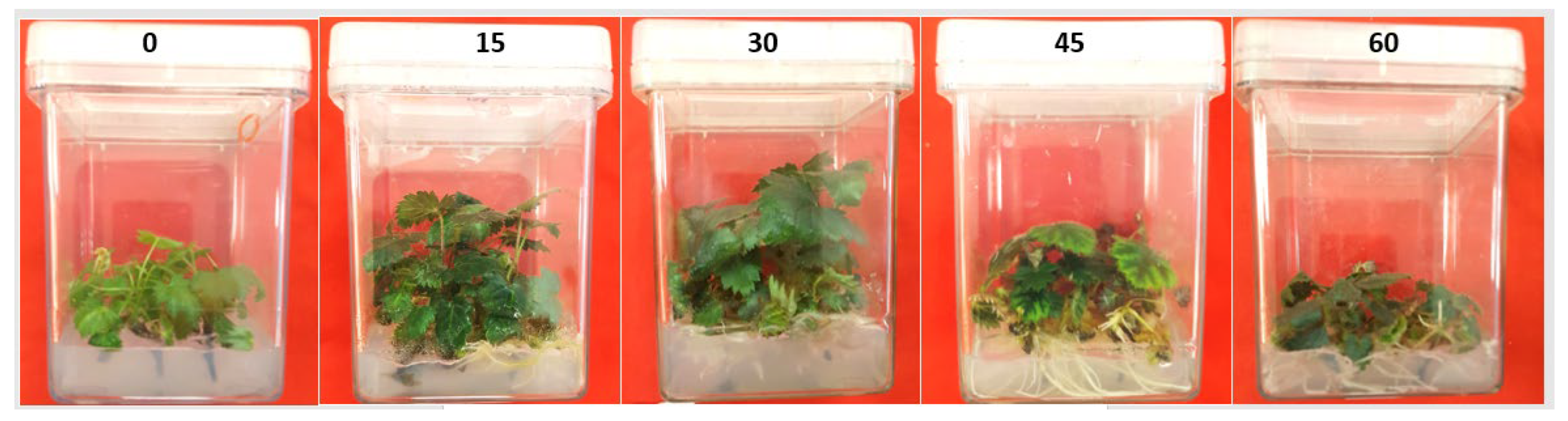 Effects of Artificial Light Spectra and Sucrose on the Leaf Pigments ...