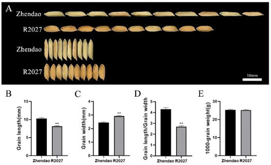 Agronomy | Free Full-Text | Breeding of the Long-Grain Restorer of ...