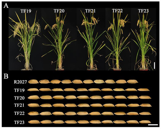 Breeding of the Long-Grain Restorer of Indica-Japonica Hybrid Rice by ...