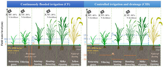 Effects of Straw Return with Nitrogen Fertilizer Reduction on Rice ...