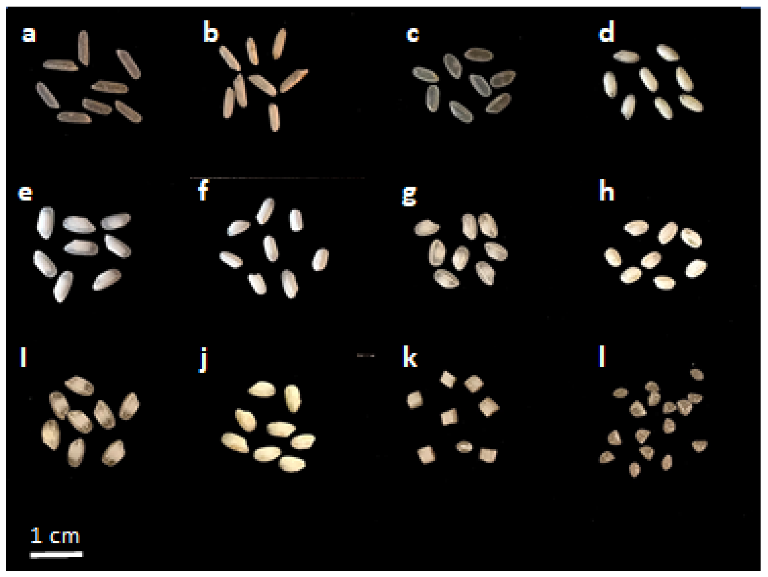Dissecting Rice Pearl Character, an Important Added Value in High ...