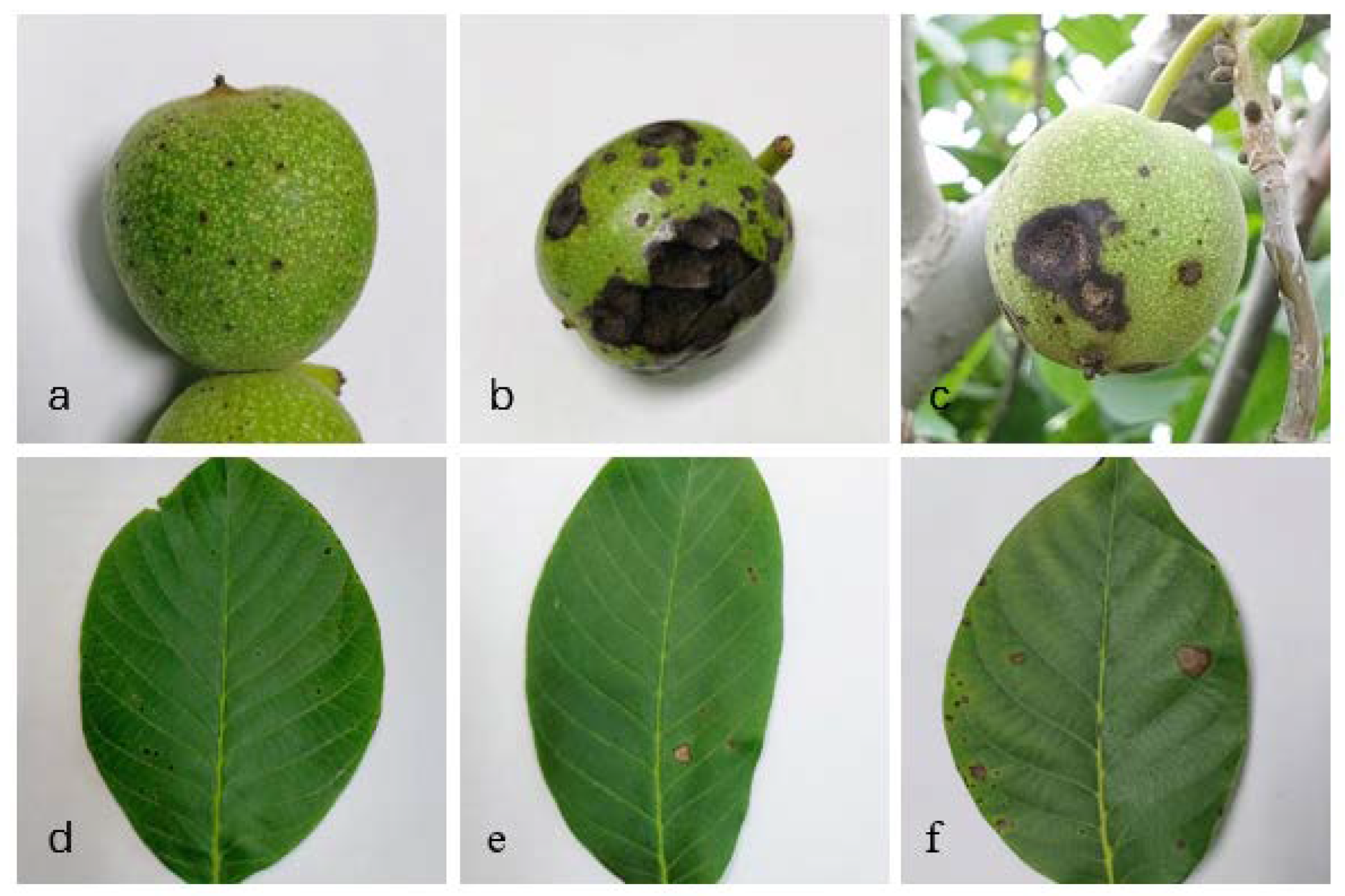 Identification, Pathogenicity, and Sensitivity to Fungicide of ...