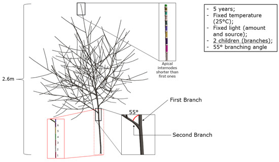 Integration of a System Dynamics Model and 3D Tree Rendering—VISmaF ...