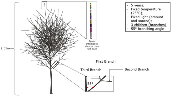Integration of a System Dynamics Model and 3D Tree Rendering—VISmaF ...