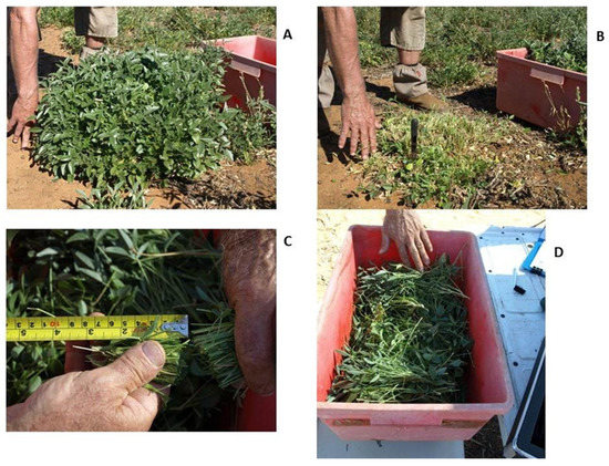 Sheep Preference for Fresh Leaf and Stem of Seven Accessions of Tedera ...