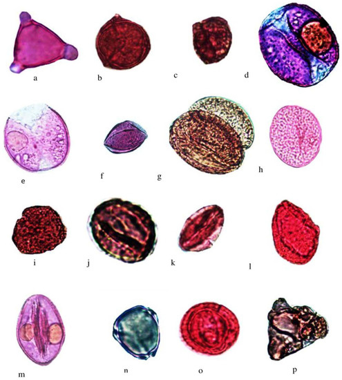 Palynological Study of Fossil Plants from Miocene Murree Formation of ...
