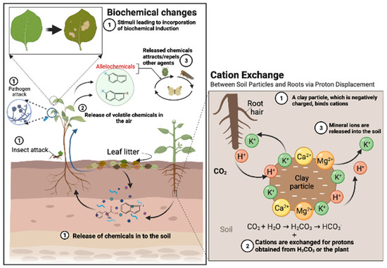 Interactions and Regulatory Functions of Phenolics in Soil-Plant ...
