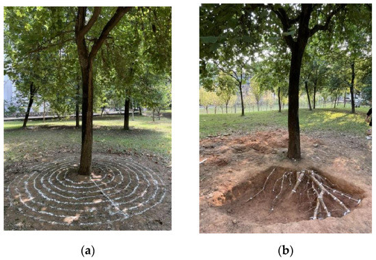Root Location and Root Diameter Estimation of Trees Based on Deep Learning and Ground ...