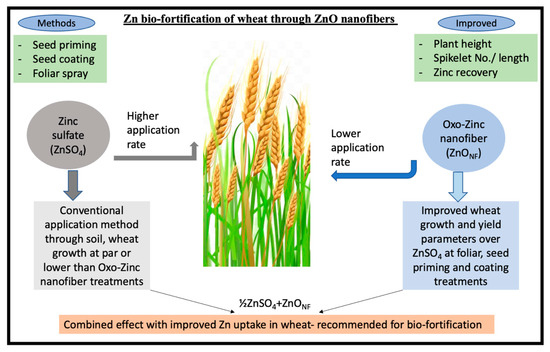 Seed-Primed and Foliar Oxozinc Nanofiber Application Increased Wheat ...