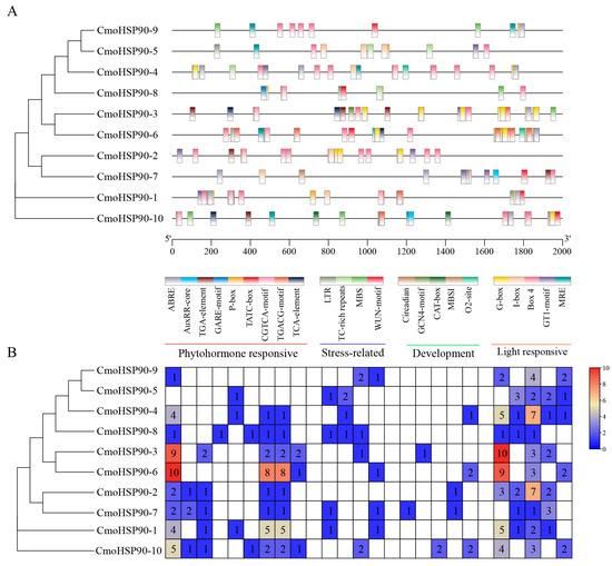 Genome-Wide Characterization of HSP90 Gene Family in Chinese Pumpkin ...