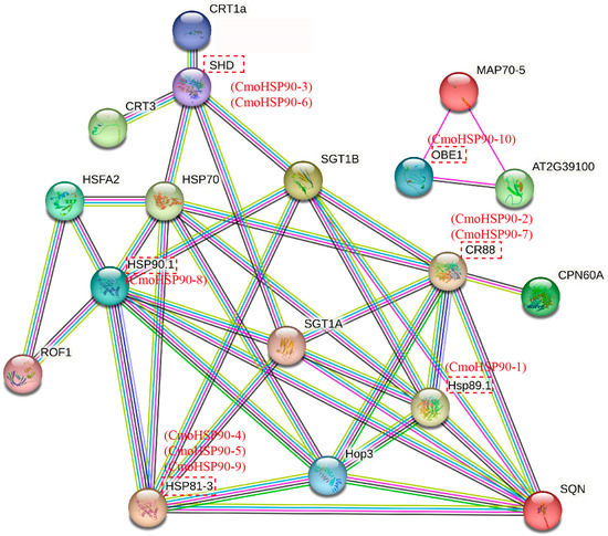 Genome-Wide Characterization of HSP90 Gene Family in Chinese Pumpkin ...