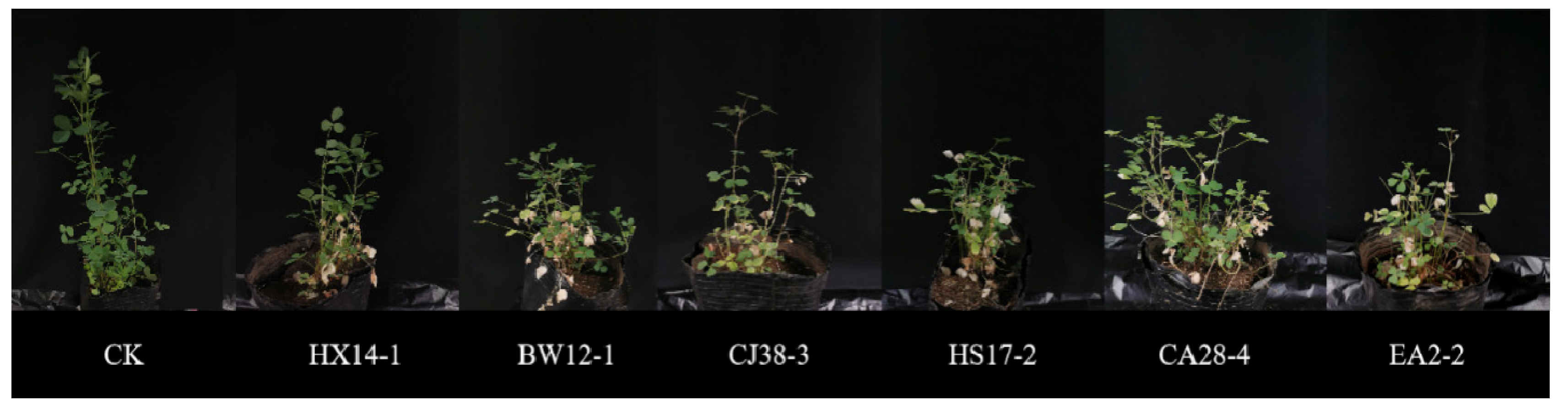 Identification of Pathogens Causing Alfalfa Fusarium Root Rot in Inner ...