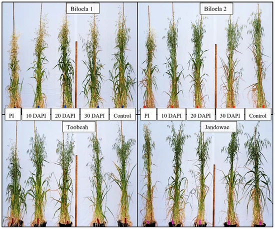 Elevated Temperature Affects Avena sterilis ssp. ludoviciana ...