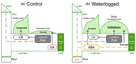 Agronomy | Free Full-Text | Bulbil Formation on Water Yam (Dioscorea ...