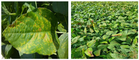 Current Status and Future Prospects in Genomic Research and Breeding ...