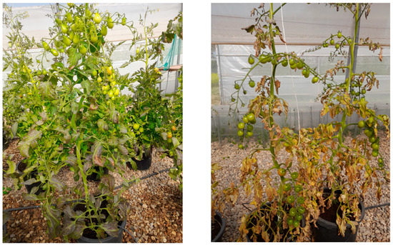 Effect of Water Stress and Rehydration on the Cluster and Fruit Quality ...