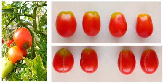 Effect of Water Stress and Rehydration on the Cluster and Fruit Quality ...
