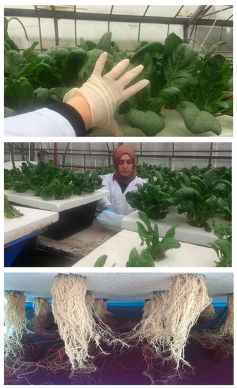 Biofertilizers Improve the Leaf Quality of Hydroponically Grown Baby ...