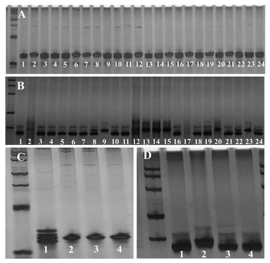 Pyramiding Rice Blast Resistance Gene Pi2 and Fragrance Gene badh2