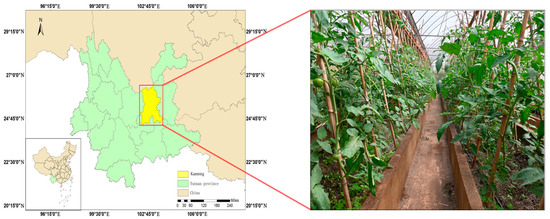 Tomato Maturity Recognition Model Based on Improved YOLOv5 in Greenhouse