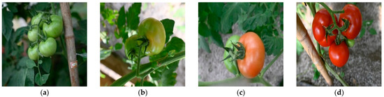 Tomato Maturity Recognition Model Based on Improved YOLOv5 in Greenhouse