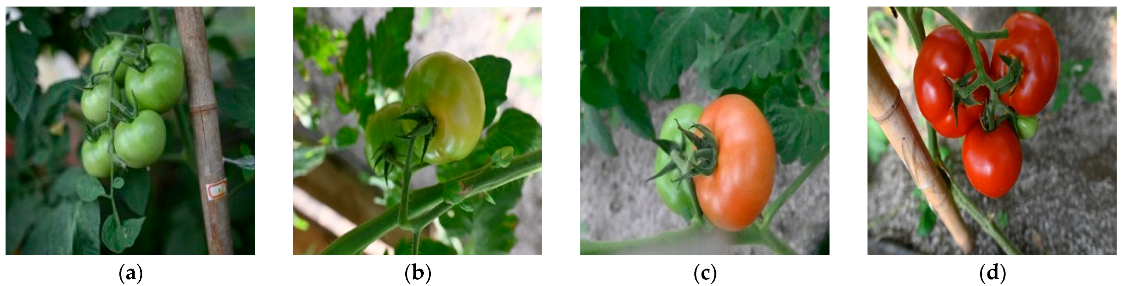 Tomato Maturity Recognition Model Based on Improved YOLOv5 in Greenhouse