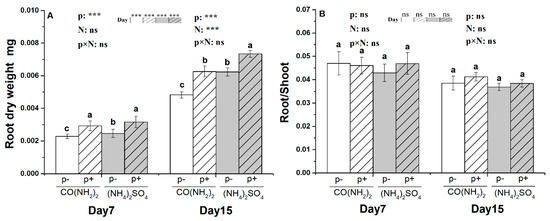 Opposite Root Morphological Responses of Chinese Cabbage to Poly-γ ...