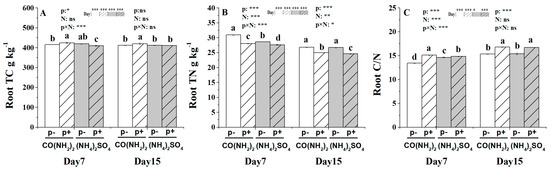 Opposite Root Morphological Responses of Chinese Cabbage to Poly-γ ...