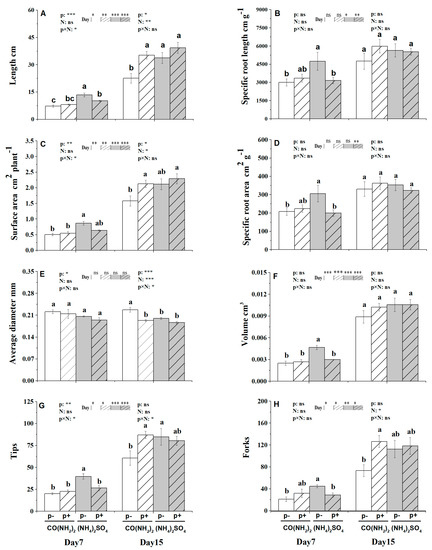 Opposite Root Morphological Responses of Chinese Cabbage to Poly-γ ...