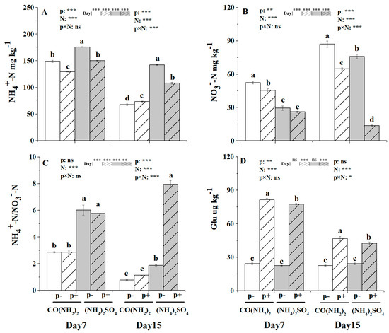 Opposite Root Morphological Responses of Chinese Cabbage to Poly-γ ...