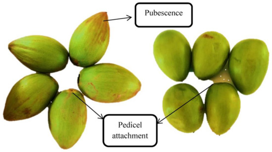 Agronomy | Free Full-Text | Heritability and Genetic Advance Estimates ...
