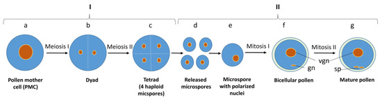 History and Current Status of Haploidization in Carrot (Daucus carota L.)