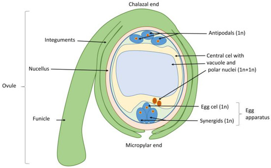 History and Current Status of Haploidization in Carrot (Daucus carota L.)